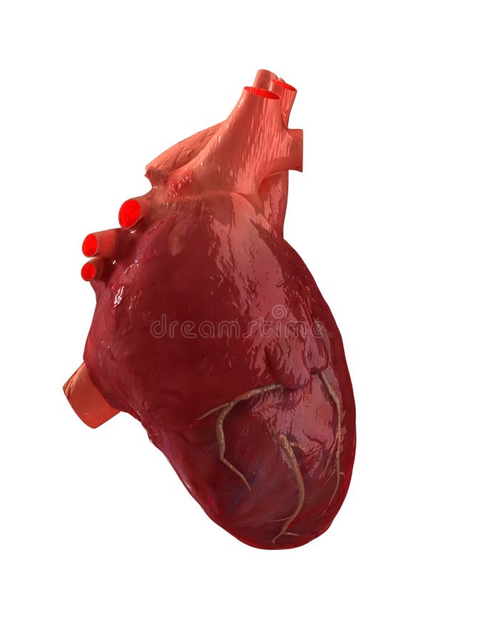 Human heart stock photo. Image of physical, patient, hospital - 13566958