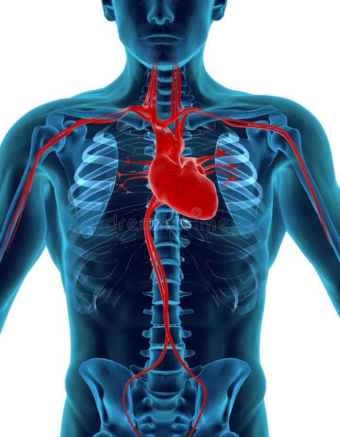 Human Heart Beat stock illustration. Illustration of digitally - 22332904