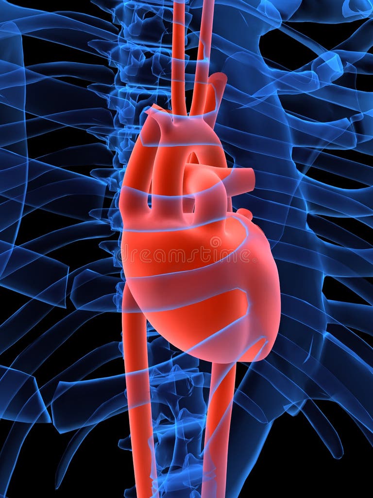 Healthy Human Heart Stock Illustrations – 48,649 Healthy Human Heart ...