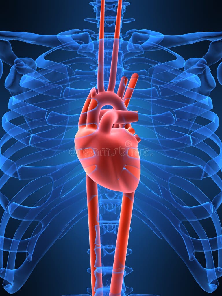 Human Skeleton Heart Stock Illustrations – 5,413 Human Skeleton Heart ...