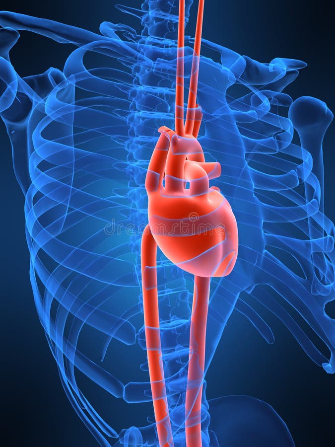 Human heart stock illustration. Illustration of medical - 1752335