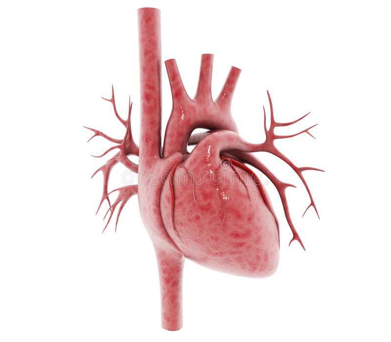 Human Heart Blood Drop stock illustration. Illustration of medical ...