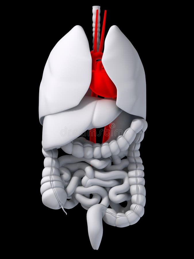 Human heart stock illustration. Illustration of skeleton - 3371422