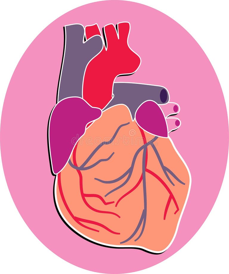 Human Heart Clipart Stock Illustrations – 5,068 Human Heart Clipart ...