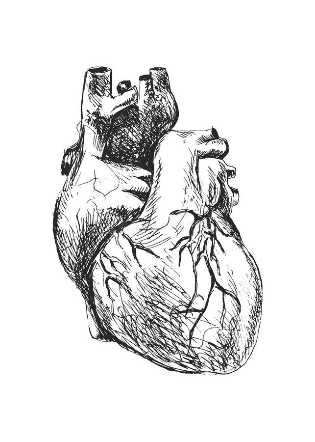 Human Heart Side View Stock Illustrations – 661 Human Heart Side View ...