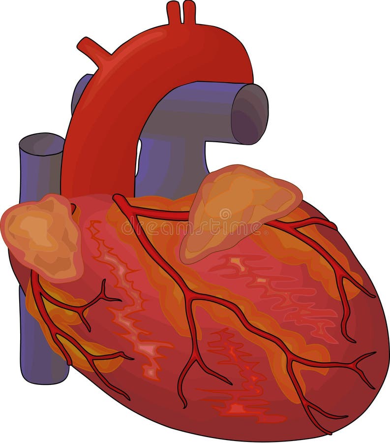 Human Heart stock vector. Illustration of health, coronary - 7367432