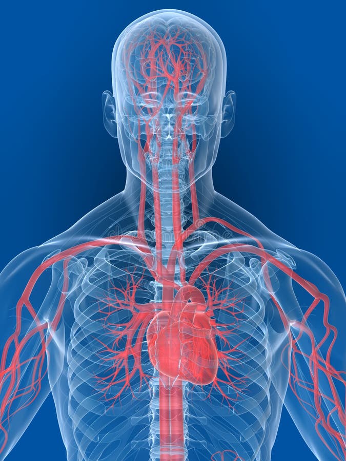 Human Heart Photography