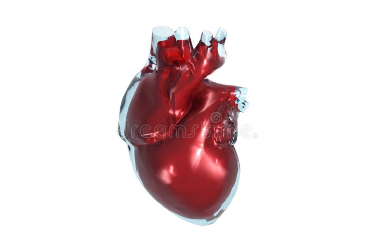 Front Human Heart Model Stock Illustrations – 102 Front Human Heart ...