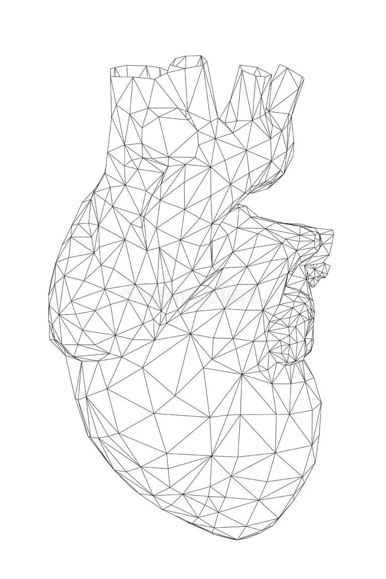 Front View Human Heart Stock Illustrations – 585 Front View Human Heart ...