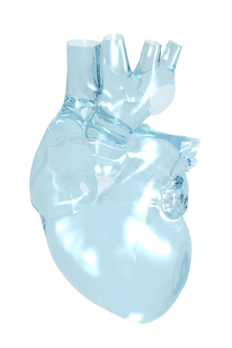 Front View Human Heart Stock Illustrations – 532 Front View Human Heart ...