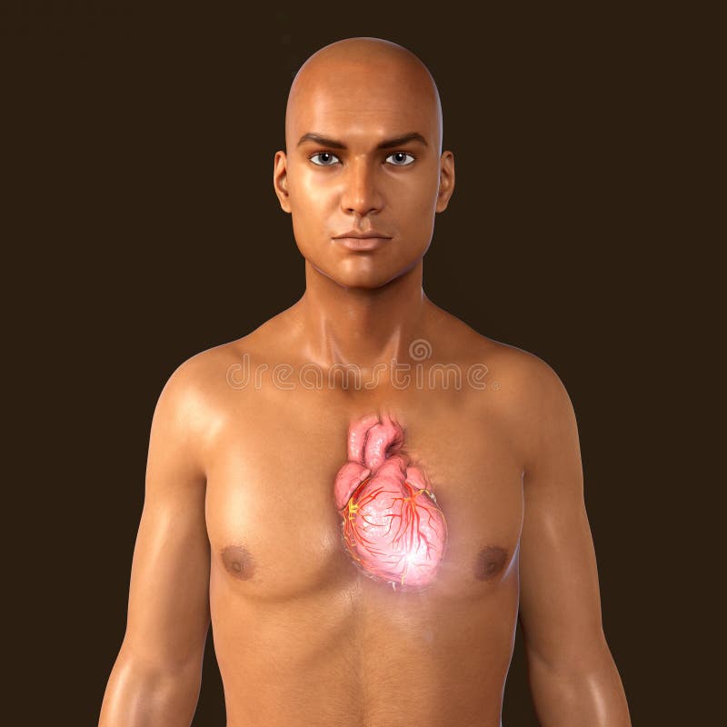 Human Heart Anatomy 3d Illustration Concept Of Heart Disease