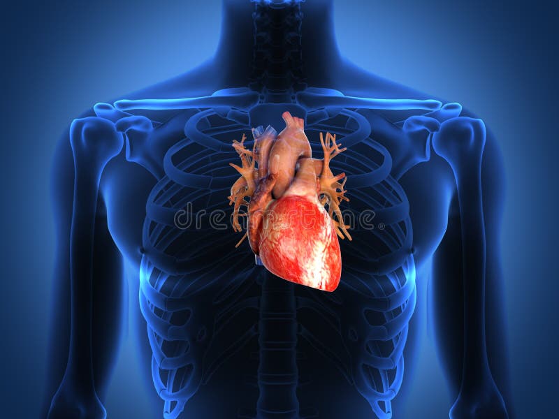 Human Heart Anatomy from a Healthy Body Stock Illustration ...