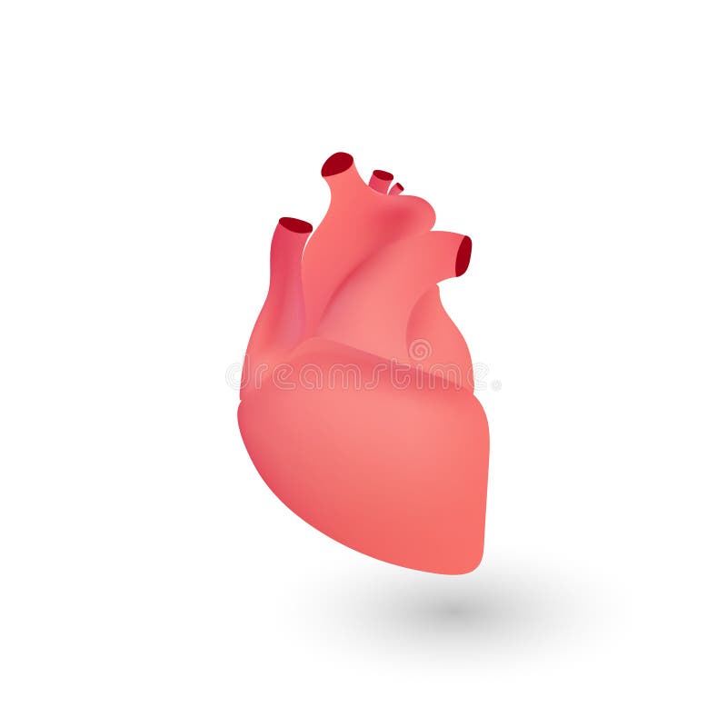 Human Heart Anatomy Stock Vector Illustration Of Life 136005501