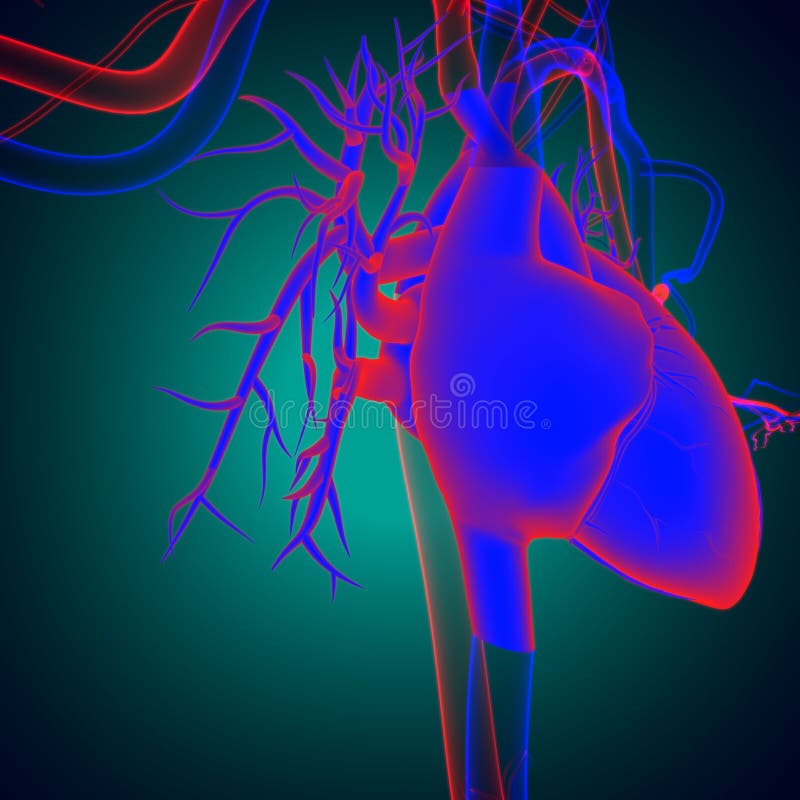 Human Heart Anatomy For Medical Concept 3d Rendering Stock Illustration Illustration Of