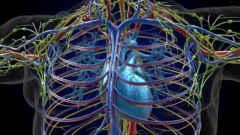 Human Heart Anatomy For Medical Concept 3d Rendering Stock Illustration Illustration Of Attack