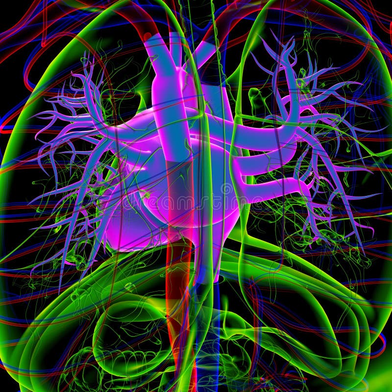 Human Heart Anatomy For Medical Concept 3d Rendering Stock Illustration Illustration Of Flow