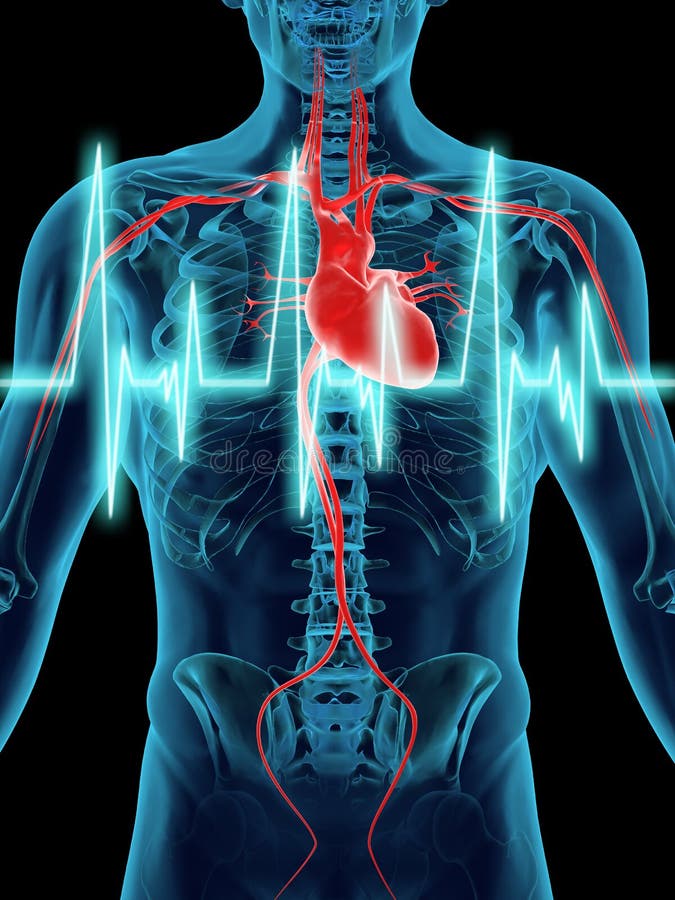 Human Heart Beat stock illustration. Illustration of digitally - 22332904
