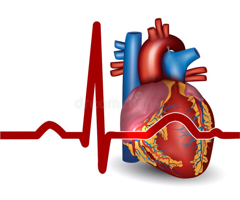 Human Heart Beat, Isolated on White Stock Vector - Illustration of ...