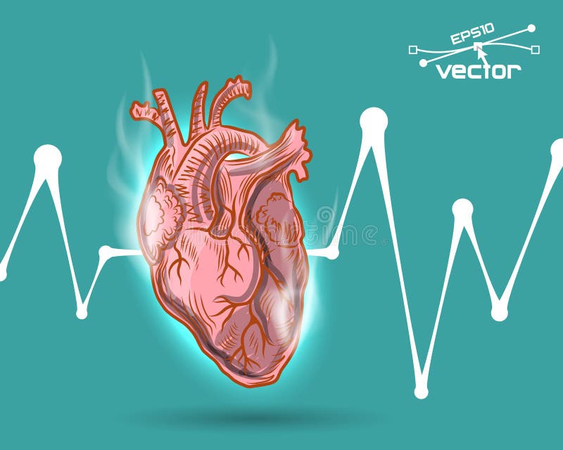 Human heart beat stock vector. Illustration of cardiology - 56803655