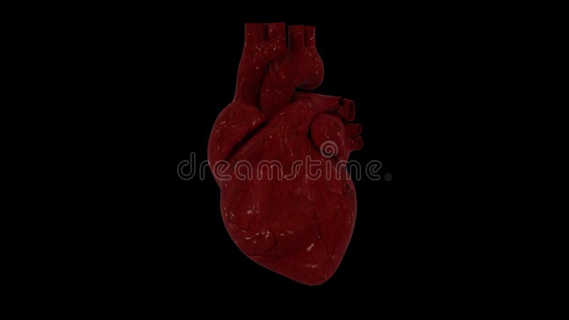Human Heart Beating 4K Rotating Seamless Loop on Black with Luma Matte ...