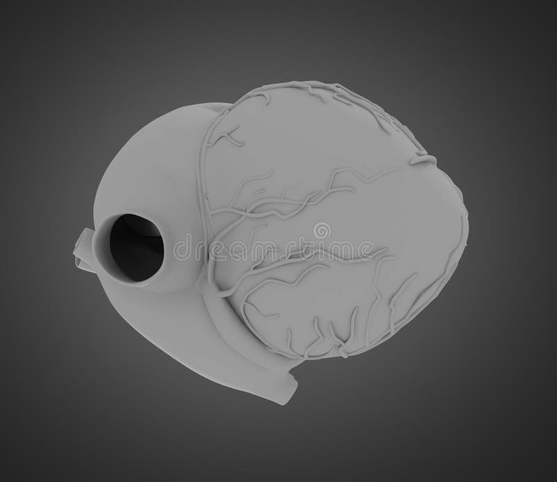 Brain Anatomy Bottom View Stock Illustrations – 31 Brain Anatomy Bottom ...