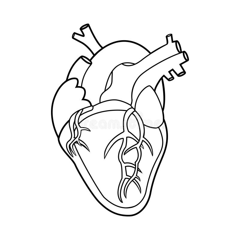 Human heart contour stock vector. Illustration of graphic - 103084511