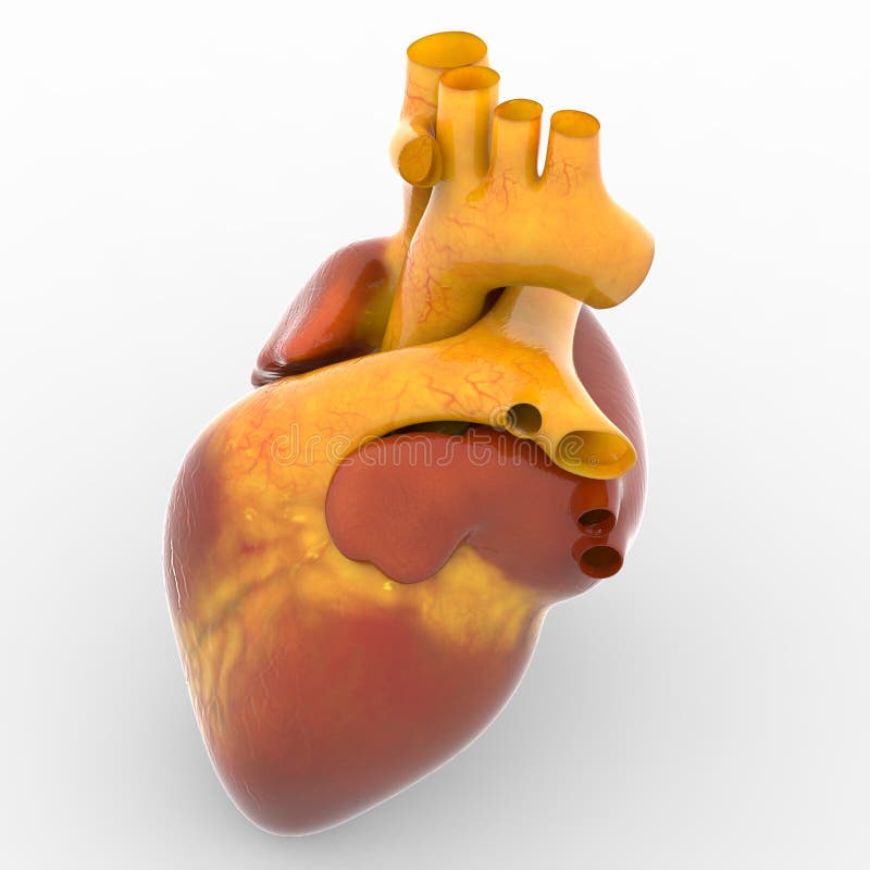 Human Heart back Side View stock illustration. Illustration of health ...