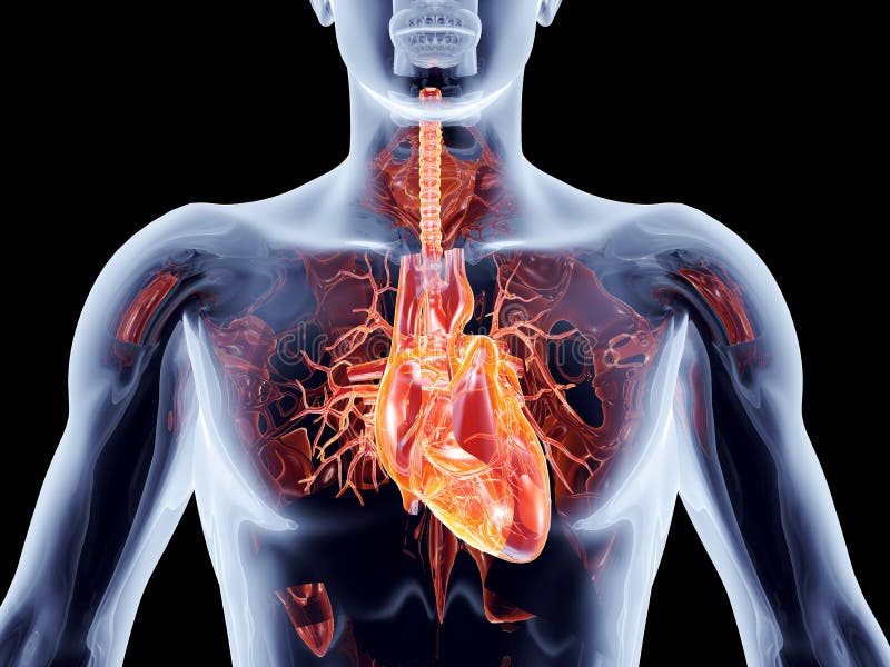 Human body with heart stock illustration. Illustration of biology ...