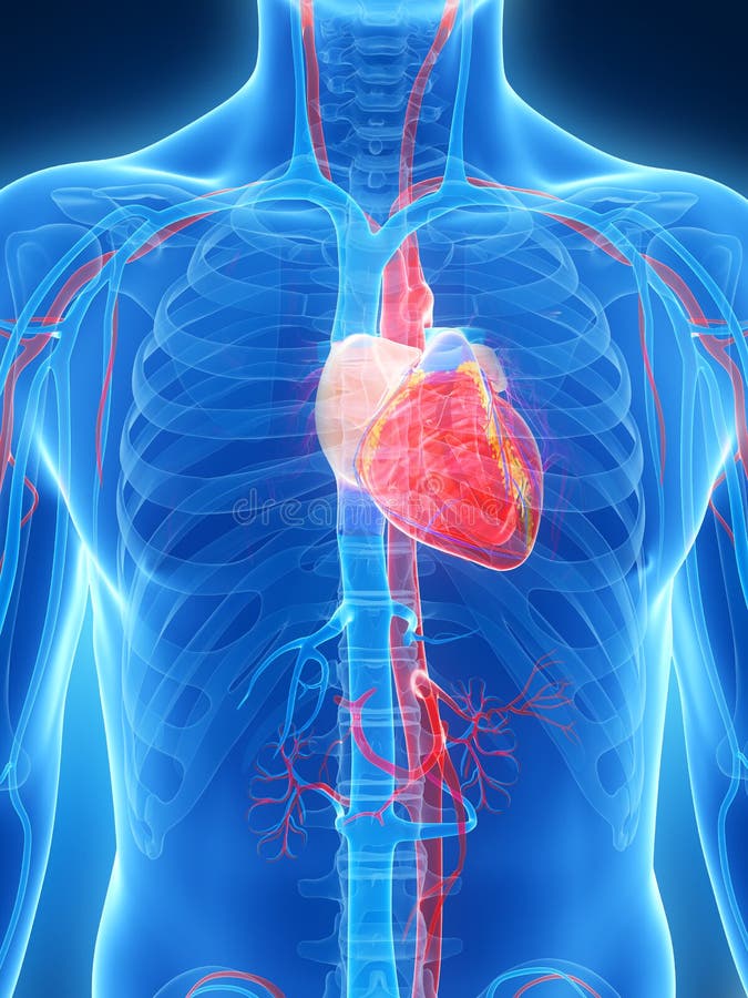 Human body with heart stock illustration. Illustration of biology ...