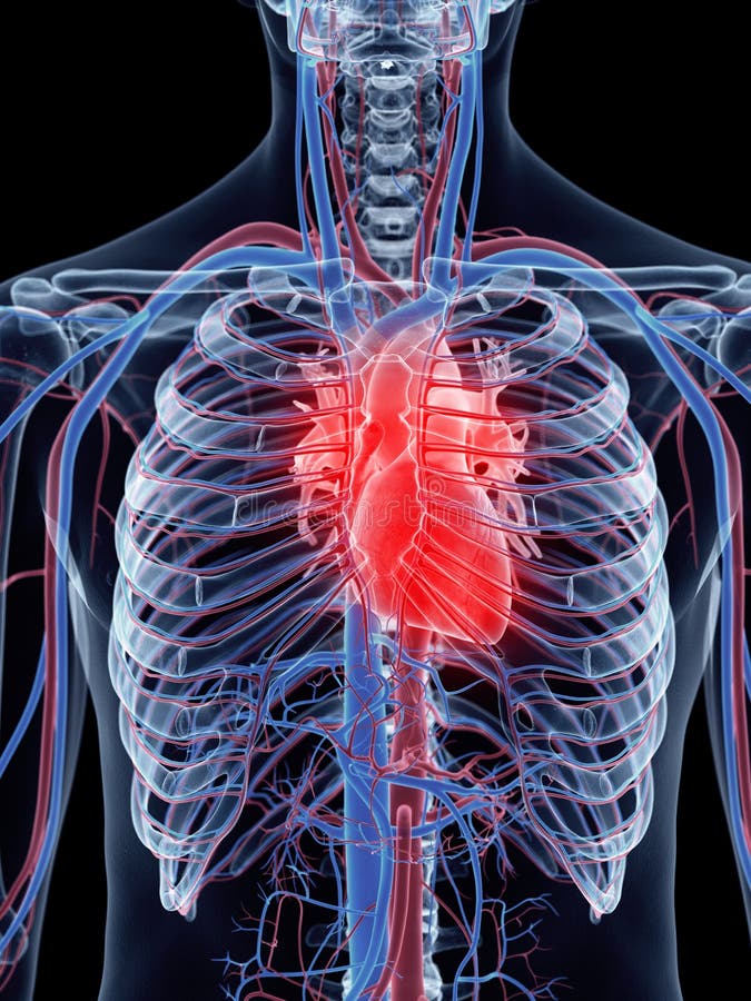 The human heart stock illustration. Illustration of biology - 101297661