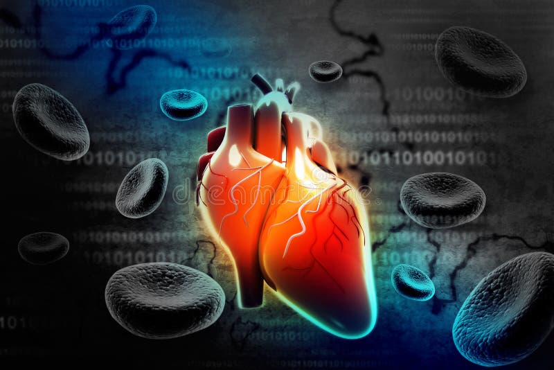 Human heart stock illustration. Illustration of cortex - 50686385