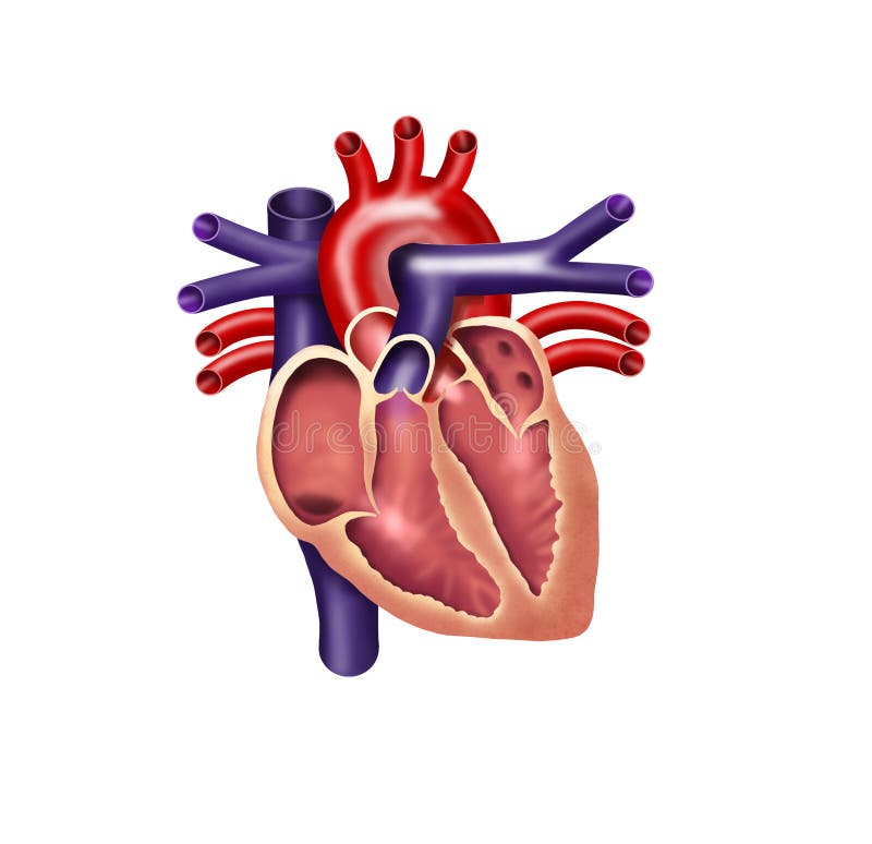 Human Heart Stock Illustrations – 89,198 Human Heart Stock ...