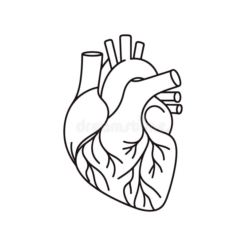 Human Heart Drawn with a Line. Vector Illustration Stock Vector ...