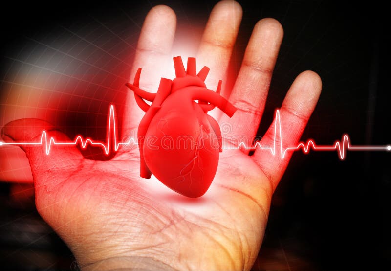 Human Heart in hand stock illustration. Illustration of heart - 50775198
