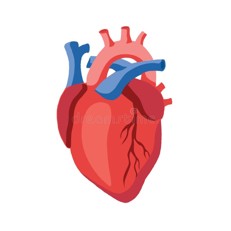 Human Heart Icon Illustration Stock Illustration - Illustration of ...