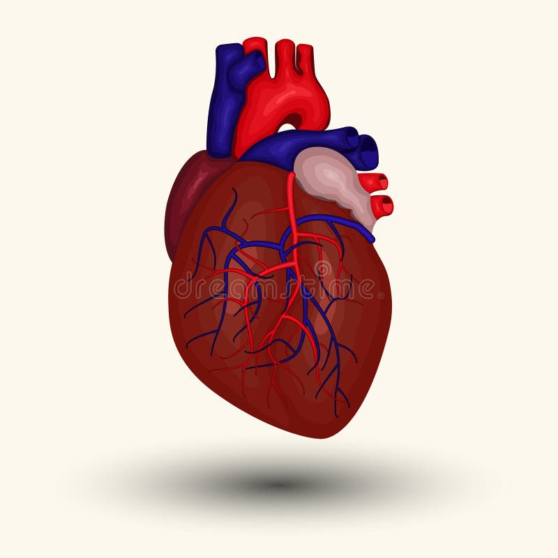 Human heart icon stock illustration. Illustration of blood - 70754143