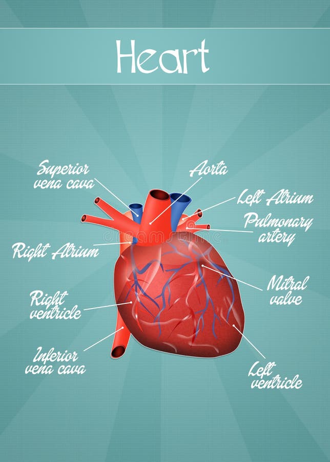Human heart stock illustration. Illustration of medicine - 71879082