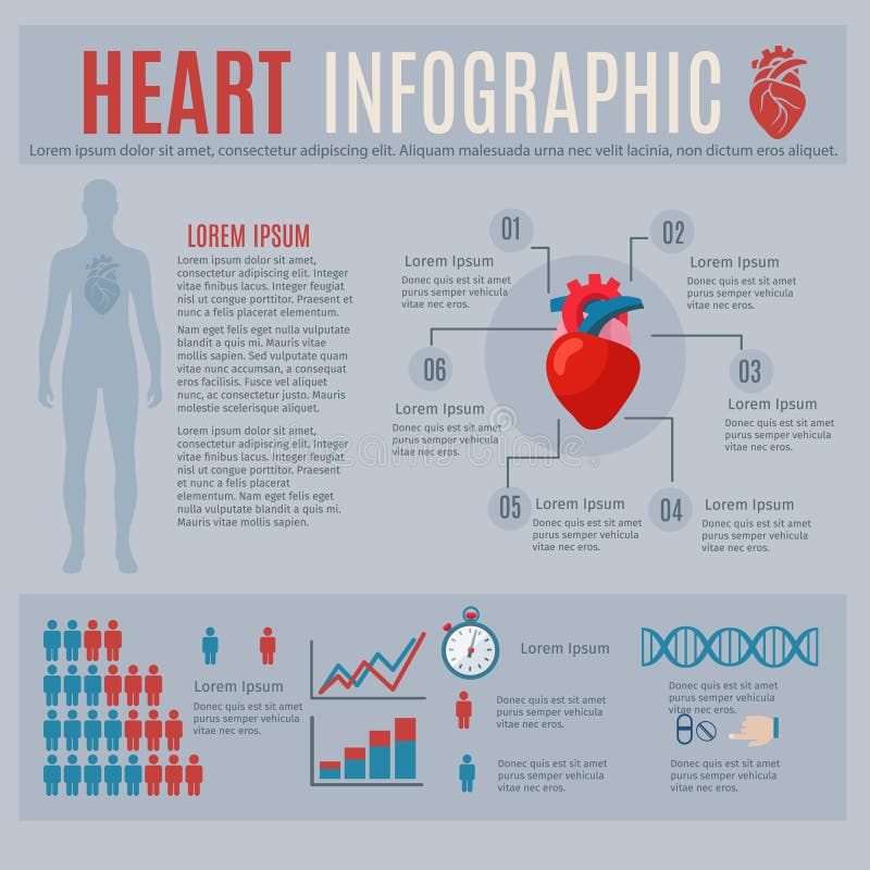 Human Heart Infographics stock vector. Illustration of design - 60732713