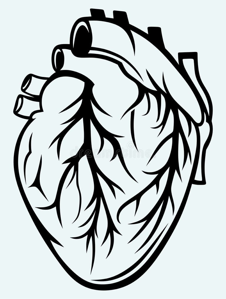 Human Heart Drawing Stock Illustrations – 20,394 Human Heart Drawing ...
