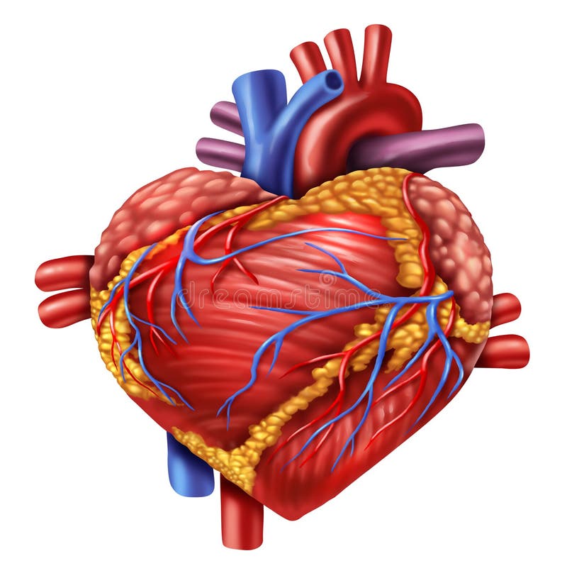 Sketch of Human Heart Anatomy ,line and Color on a Checkered Background ...