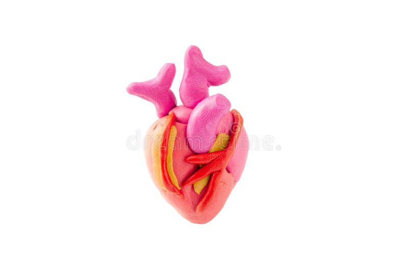 Human Heart Made of Modeling Clay Stock Photo - Image of anatomy ...
