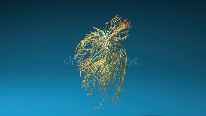 Human Heart Made Out of Lines. Brain Medical Concept Stock Illustration ...