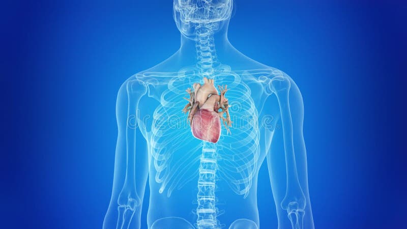 Human Heart Anatomy Animation, Human Body Parts Animation, Biology ...