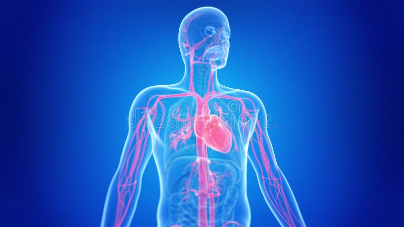 Human Heart Model, Human Heart for Medical Study, Human Heart Anatomy ...