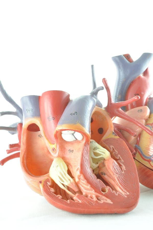 Human heart model stock image. Image of medical, medicine - 49768967