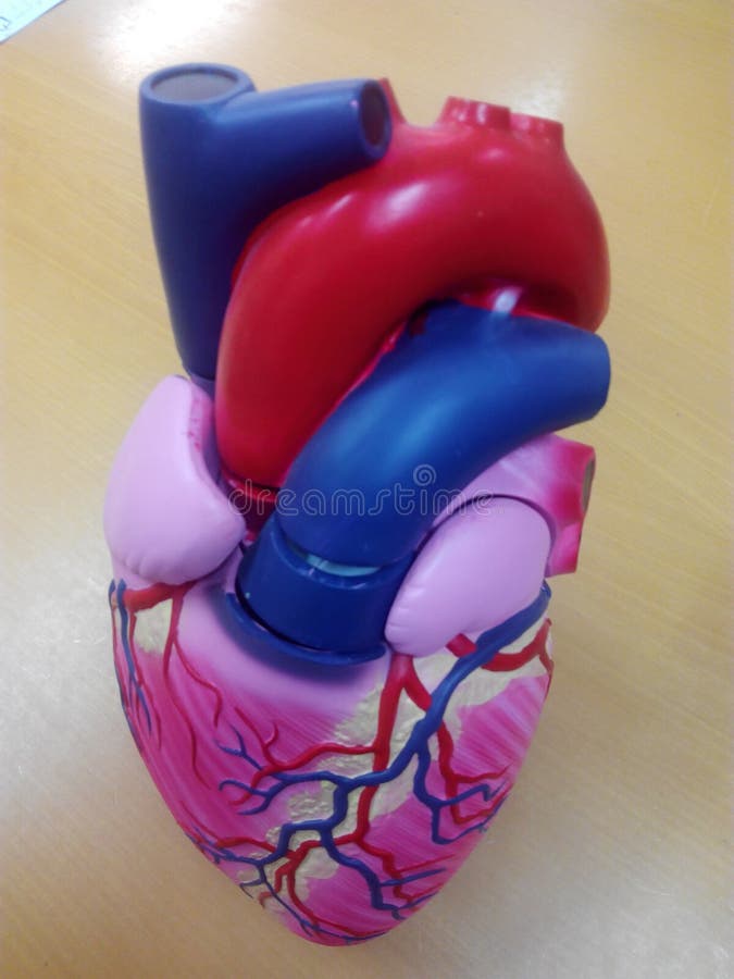 Human Heart Model for Education Stock Photo - Image of love, leather ...