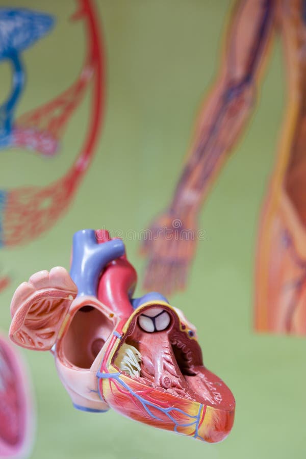 Human Heart Model in Front of Wallchart Stock Image - Image of blood ...