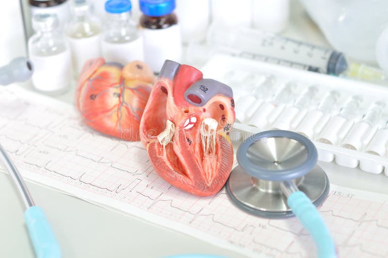Human heart model stock image. Image of therapy, electrode - 48509955