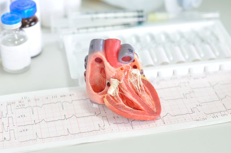 Human heart model stock photo. Image of electrical, education - 48510030