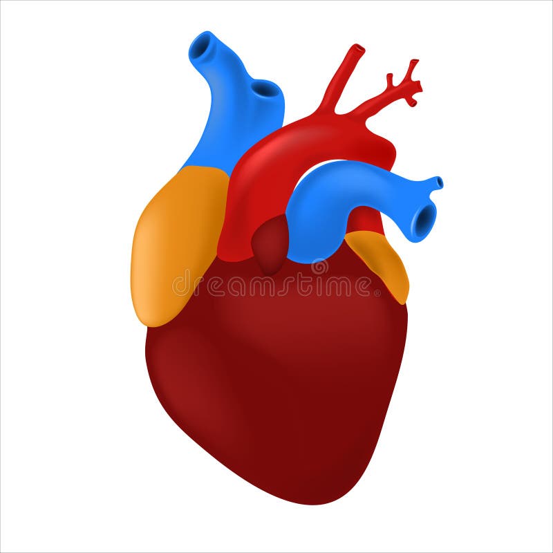 Human Heart with Multi-colored Arteries and Veins Isolated on White ...
